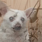 A Visceral Retch | Whitechapel