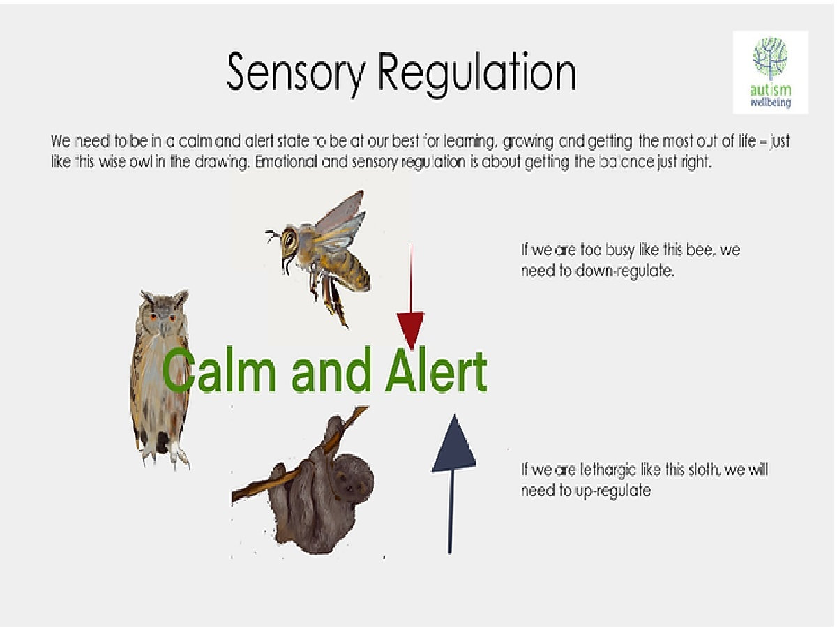 sensory regulation calm and alert, sensory and emotional regulation and ...