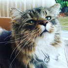 Inuktitut | Elisapie