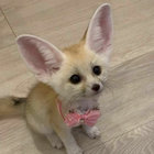 FURFAG | Pent Up Pup