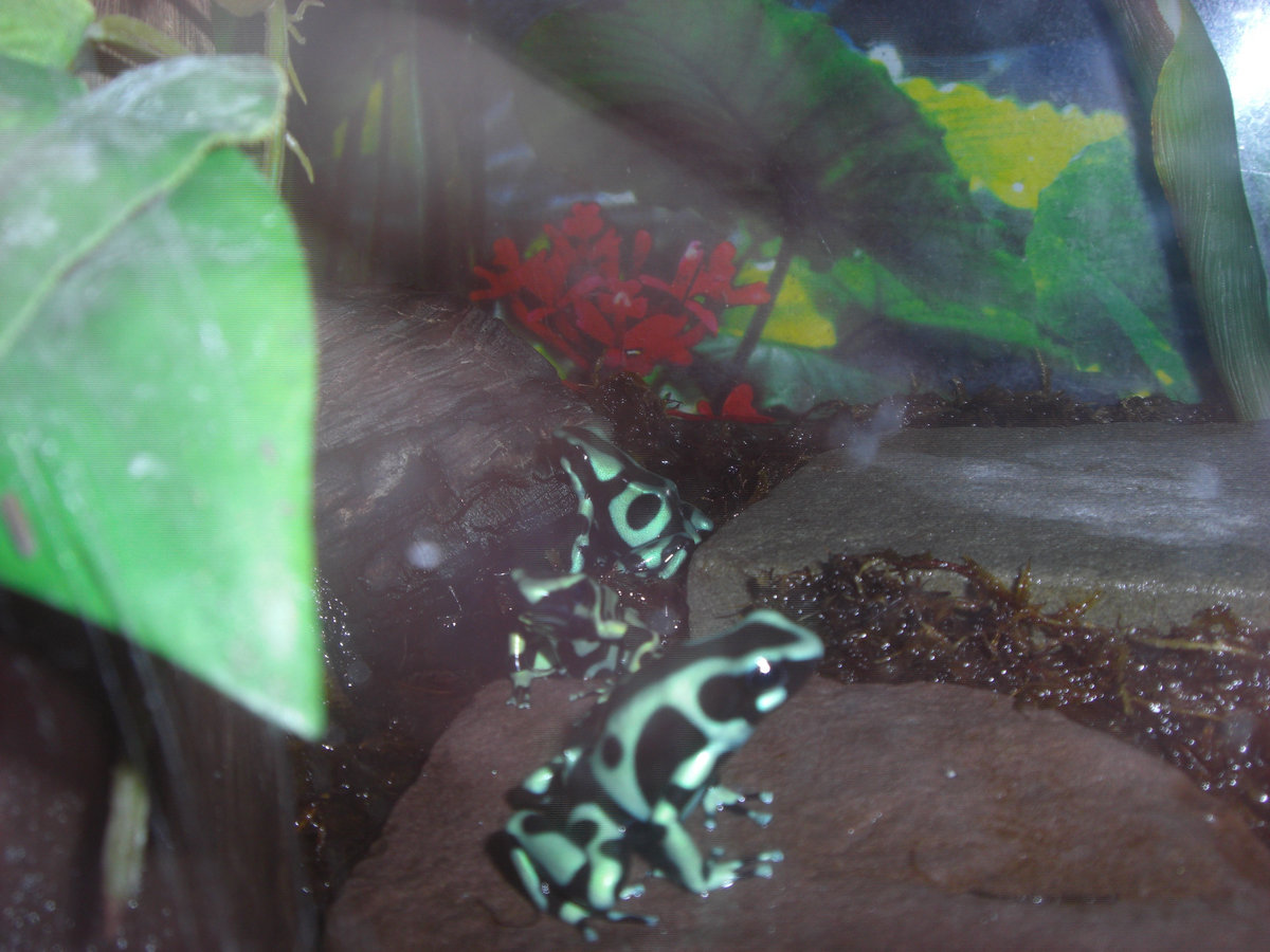 Psilo | Poison Dart Frogs