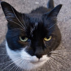 treatsforbeasts: the music | Sanguinarius