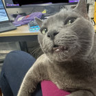 Chroma Velocity | City Girl