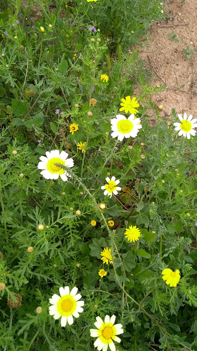 Entrelazados | Rukele Scott