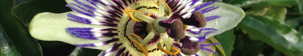 Galaxy | Drew McNaughton