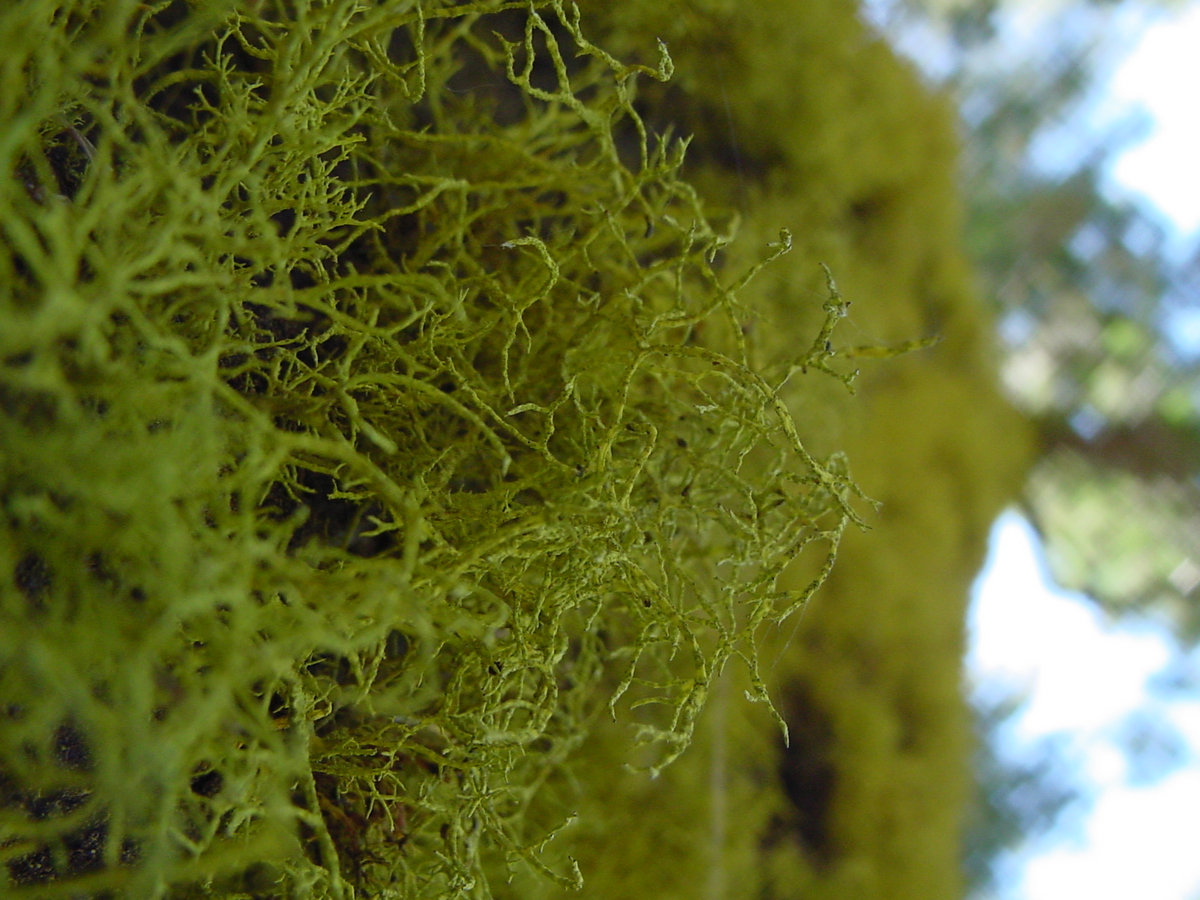 Small tales from behind the rocks | GNAP