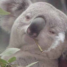 Semaphora | Buddha Sentenza