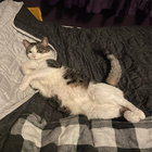 Flowers & Dead Souls | ACID ROOSTER