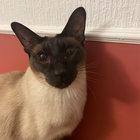 The Residents - Santa Dog 50th Anniversary Collection (SR33) | Secret ...