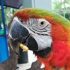 Flower Meg ささやき・ためいき・もだえ | Flower Meg 木村和代 | Cinedelic