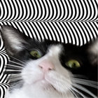 Impossible Light | Uboa