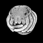 Mulatu Plays Mulatu | Mulatu Astatke