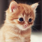 Les Penning & Robert Reed The Christmas Collection | Les Penning and ...