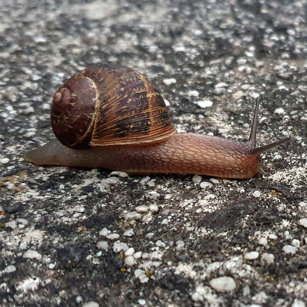 phonotetrahedron's collection | Bandcamp