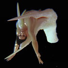 Poof | Henry Threadgill