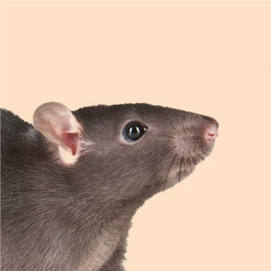 Music | 10 Thousand Rats