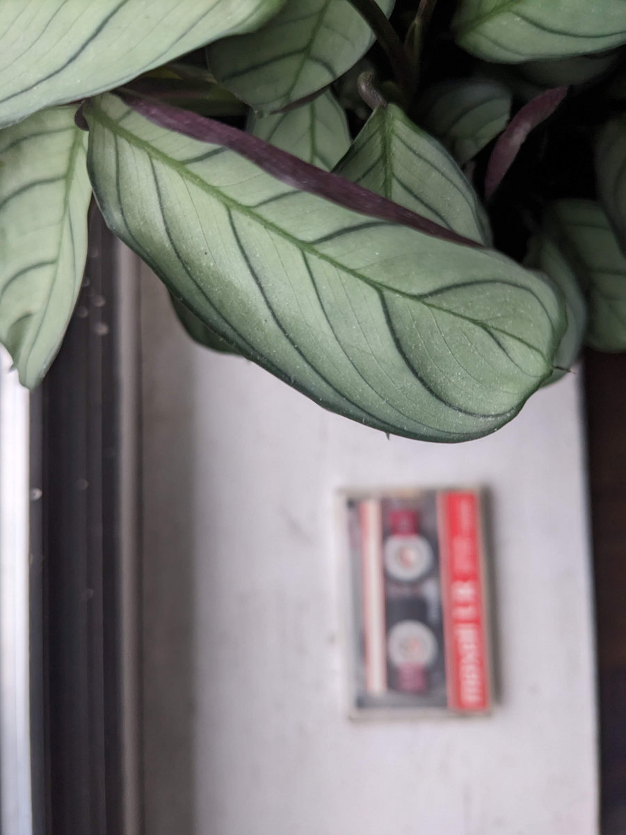 Entrances | Matthew Pinto