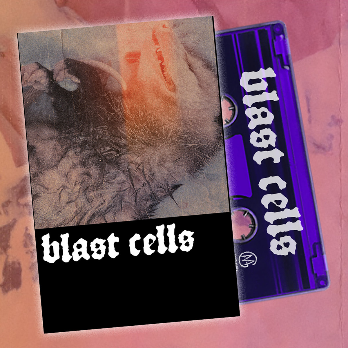 Blast Cells | Blast Cells
