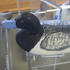 Life Is All Checkered | Nathan Gourley and Laura Feddersen