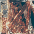 Easy Being A Winner | Silverbacks