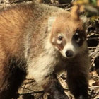 A Lonely Sinner | samlrc | Plantasia Records