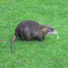 Ruby Red | Amber Asylum