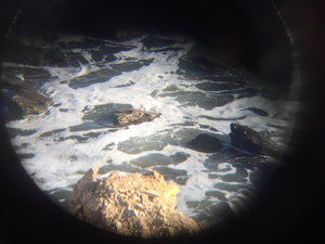 Music | Whatever, Dad