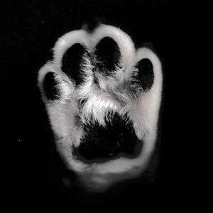 Music | Nicholas Singer