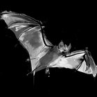 Dawn Of Defiance | Θλίψις/ Thlipsis