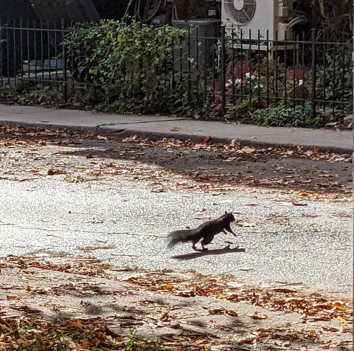 Works | Chasing Squirrels