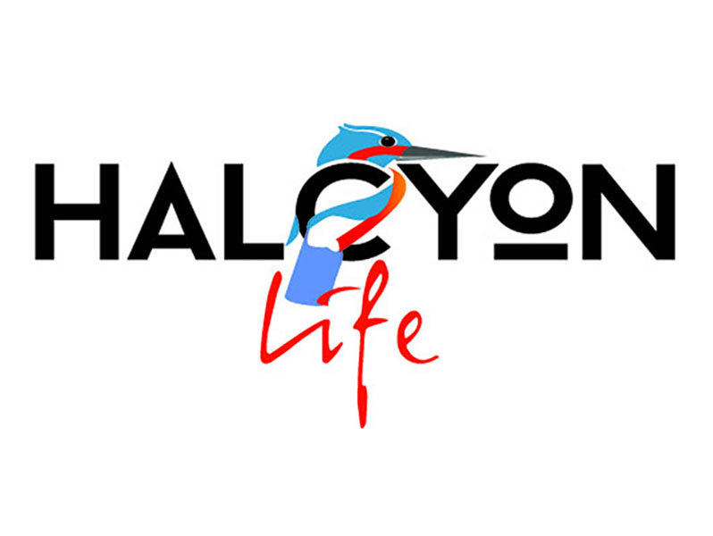 Burnham Beeches | Halcyon Life