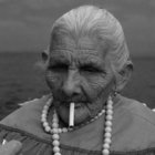 Cardinal | Pinegrove