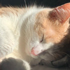 Joy, Departed | Sorority Noise