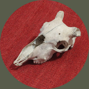 Music | Tin Moth