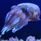 SEMATARY - BLOODY ANGEL | SEMATARY GRAVE MAN | SEMATARY