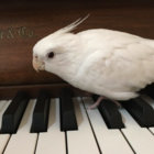 Recursion Constructors | Richard Devine