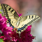 Infinite Health | Tycho