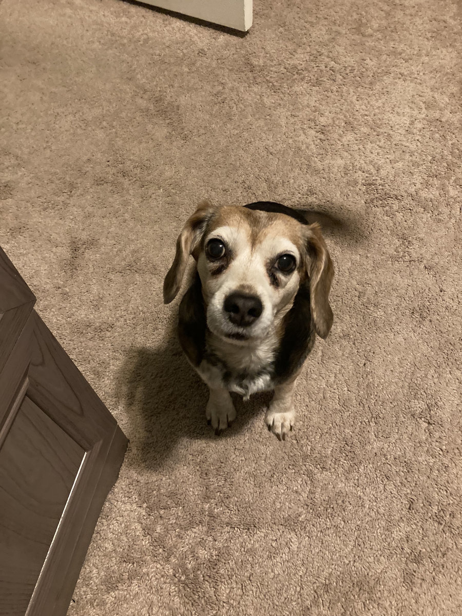 Midwest Manners | Roma Dog