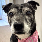 The Third Sleep | Oak