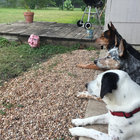 Dogrel | Fontaines D.C.