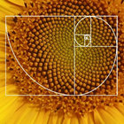 The Language Of Injury | Ithaca