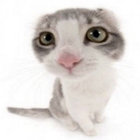 Lamp Phantasma (2008) / ランプ幻想 | Lamp | Botanical House