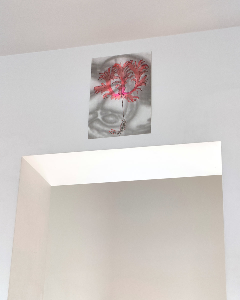 24 FLOWER POSTER A3 + DIGITAL TRACKS | Circular Square