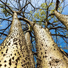 Amy Locust Whatever | CBMC