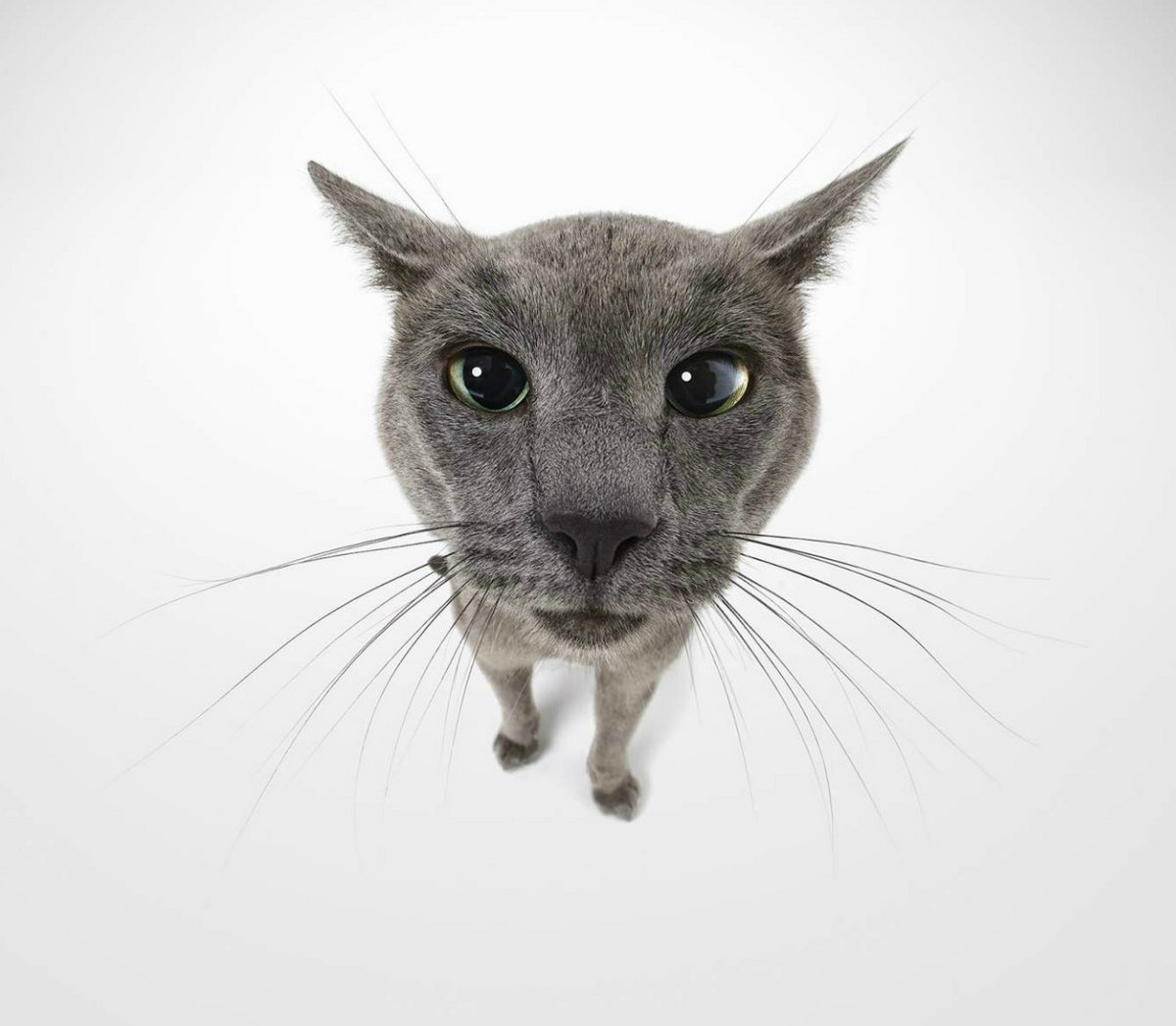 cat amalgamation | cat adding | cat additive