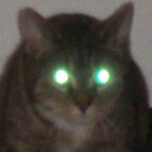 Personal Protocol | 8485