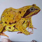 Swamp Kingdom | Tales Under The Oak