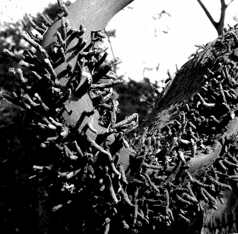 Vibrational Pustulence | Detritivore