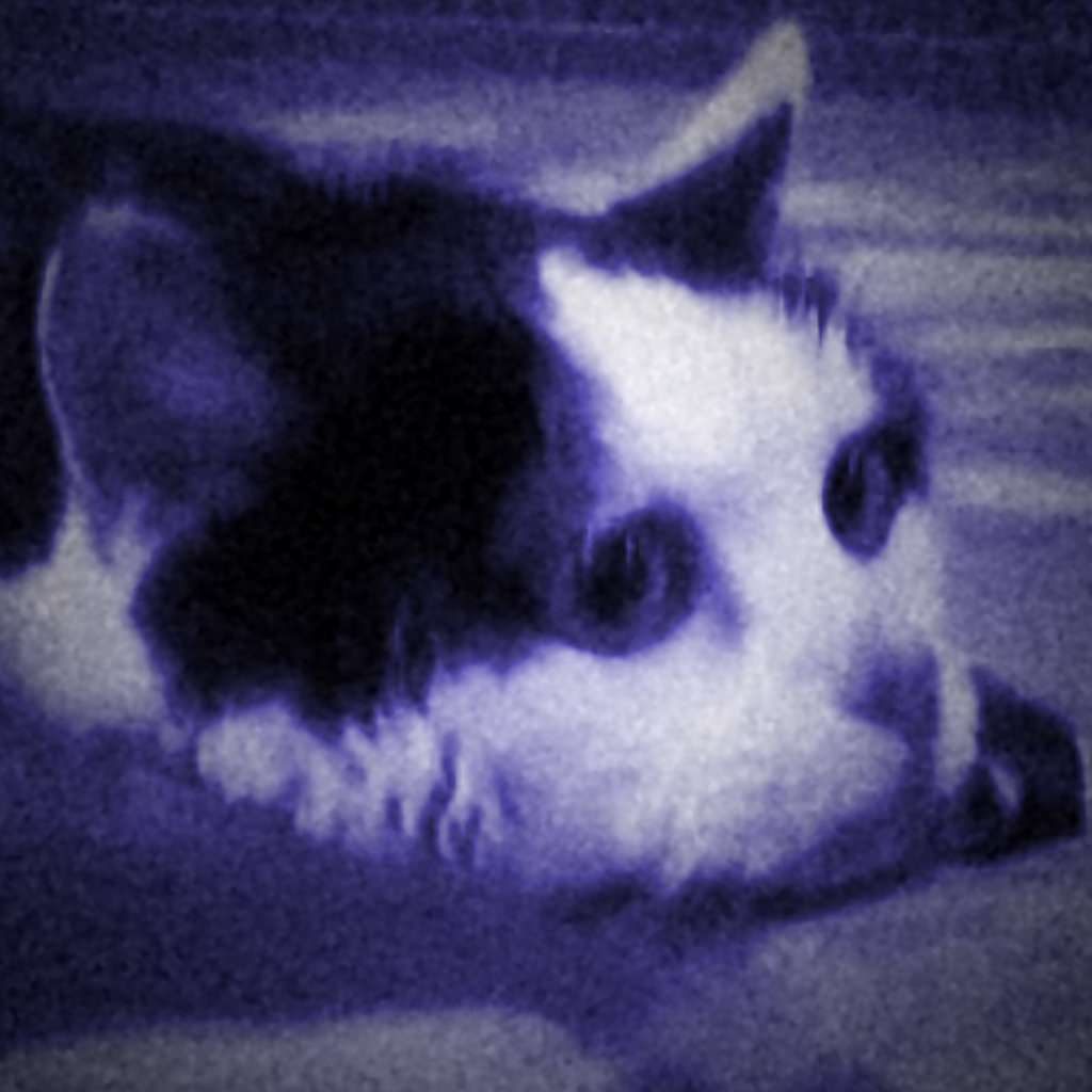 eGirl Cat has Appeared! | kvellc