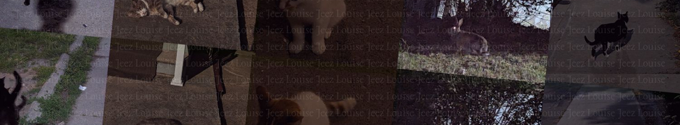 Introducing...Jeez Louise! | Jeez Louise